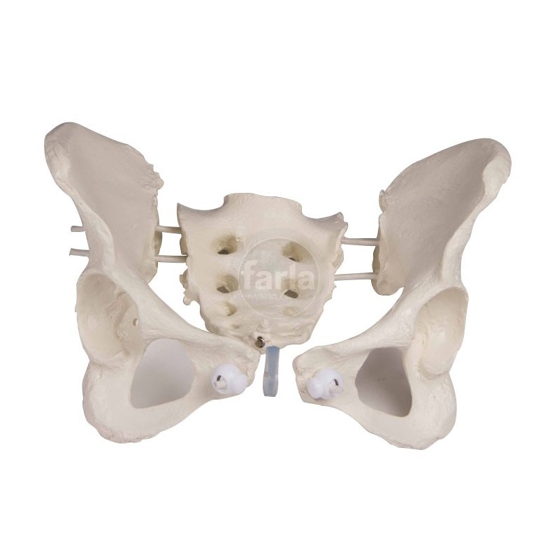 Pelvis féminin avec sacrum