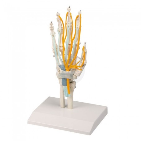 Hand met pezen, zenuwen en carpale tunnel