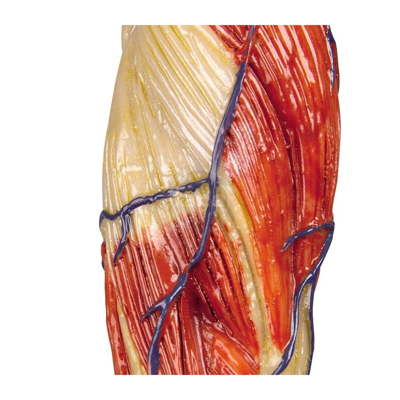 Anatomisch model van de spier